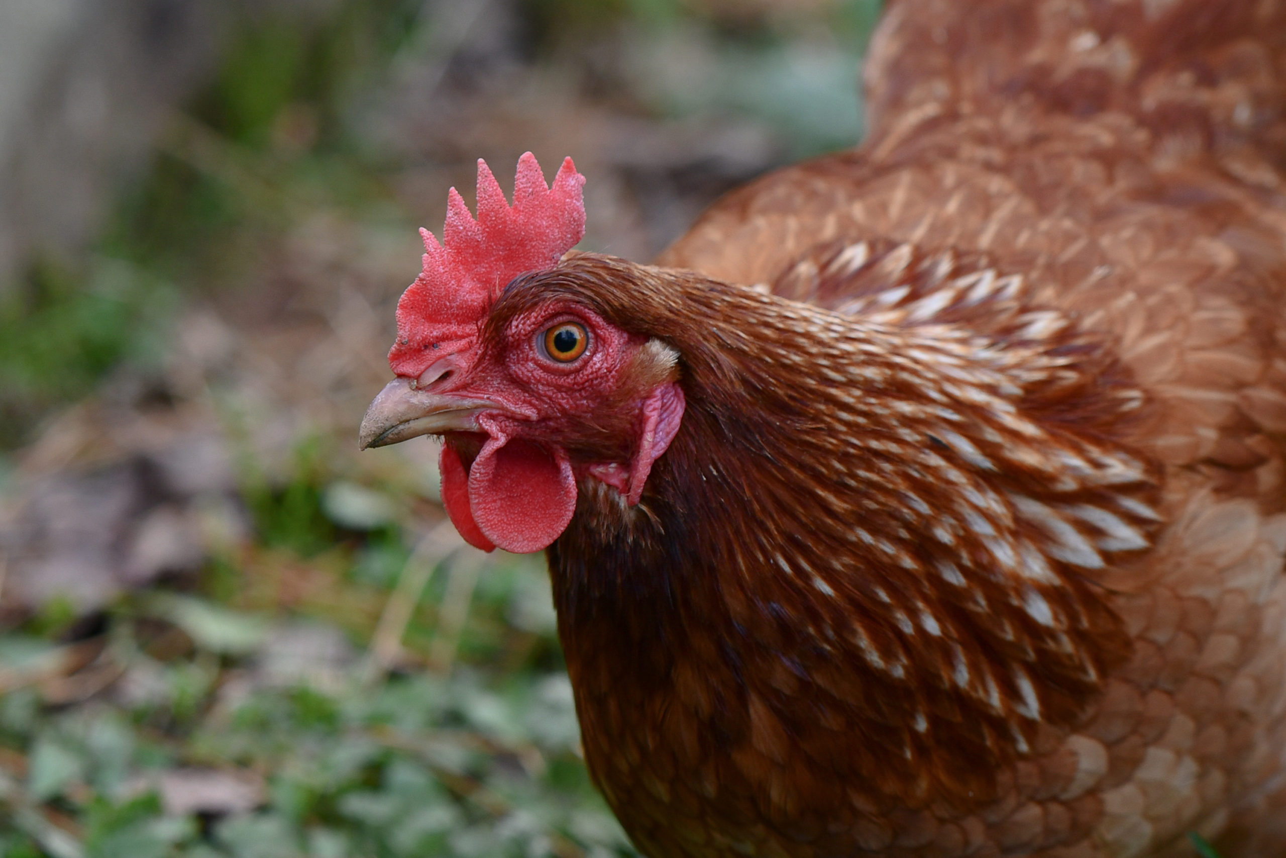 Hen House - Light & Bones